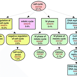 Diagrammatic illustration of various cell cycle-related biological ...
