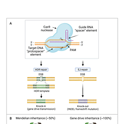 Molecular drive mechanism