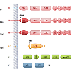 Schematic representation of the protein structures of matriptase ...