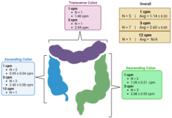 Ultrasonography Recordings - Haustral rhythmic motor patterns of the ...