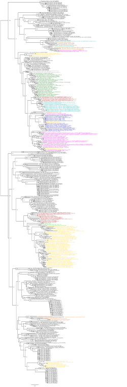 Untrimmed and trimmed alignments (and selected alignments depicting N ...