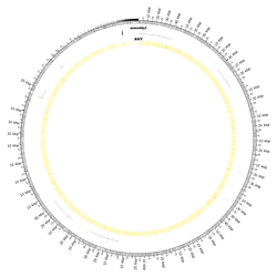 Circos map of assembly to reference