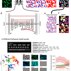 Simple Visual Cellpose Cheat Sheet