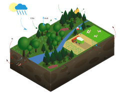 Representation of LPJ-GUESS