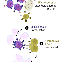 Graphical Abstract example for improved AML therapy