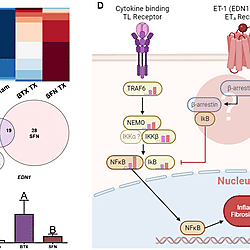 Denervation and Botox Muscle Atrophy
