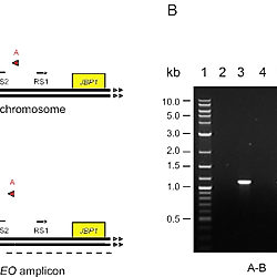 Structure of the amplicon