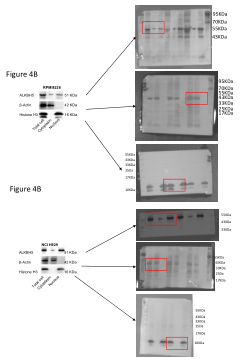 Supplementary Figures and Materials