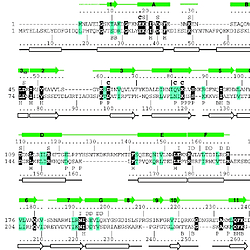Structure-based sequence alignment of HinP1I and MspI