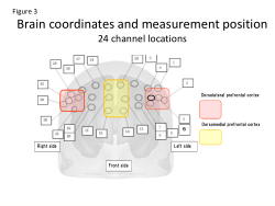 Figure3 Brain coordinates and measurement position 24 channel ...