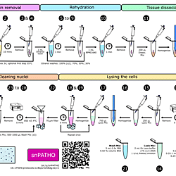 Item - Printable workflow protocol for snPATHO-seq (v1) - figshare ...