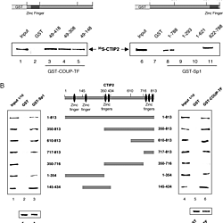 CTIP2 interacts with COUP-TF and Sp1 by two interfaces