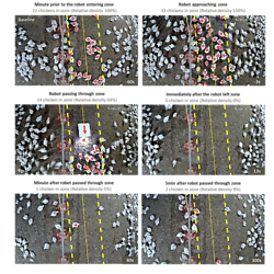 Code for chicken and robot detection using Yolo v8