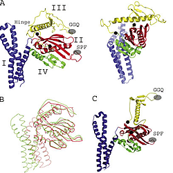 () Structure model of RF2 in two orientations with the colour coded ...