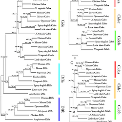 Molecular evolution of Cide family proteins: Novel domain formation in ...