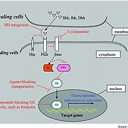 A schematic diagram for the hedgehog (HH) signaling pathway