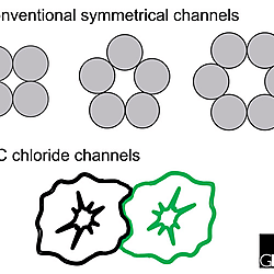 A comparison between the molecular design of all known α-helical ion ...