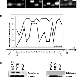 Validation of MSRE-PCR results with selected genes