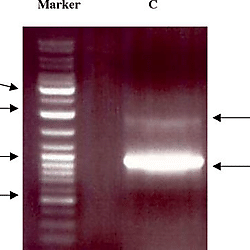 Lane M contains 1 μg of GeneRuler™ DNA ladder mix and lane C shows the ...