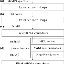 Flow chart for human miRNA gene finding