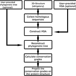 A flow chart of a ConSurf calculation