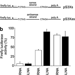Sense and antisense strand activity of siRNA and 5′ sense end modified ...