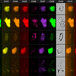 Morphological and Autofluorescence Dataset for ‘Touch’ Epidermal Cell ...