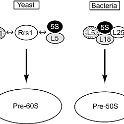 Model for assembly of 5S rRNA into the subunit in budding yeast and