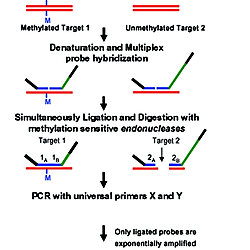 Outline of the MS-MLPA procedure