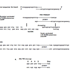 A family of expression vectors for laboratory scale and high throughput ...