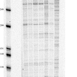 Toeprinting analyses of mouse MOR containing uORFs that regulate ...