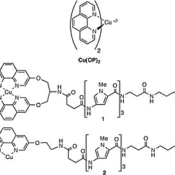 Structures of Cu(OP) and distamycin conjugates and