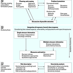 The three interactive phases of cumulative risk assessment adapted from