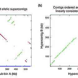 Dotplots of sequence similarity in an allelic bin before and after ...