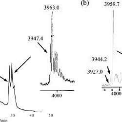 () HPLC-chromatogram of RNA synthesized with the TBDMS chemistry and ...