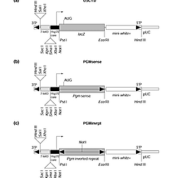P-element transformation constructs