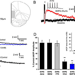 (A) Camera lucida reconstruction of a deep layer 5 pyramidal neuron ...