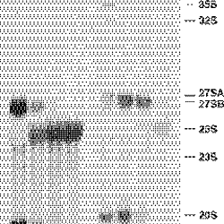 Depletion of Rsa4p inhibits pre-rRNA processing of 27S precursors