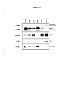 AJP lysosome isolation Supplemental Fig1
