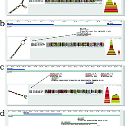 Examples of predicted ncRNAs: genomic context, tiling array pattern and ...