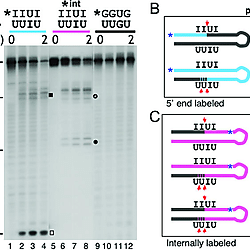 Cleavage of IIUI dsRNA occurs on both strands within a single molecule