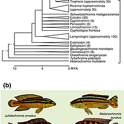The evolution of cichlid fish