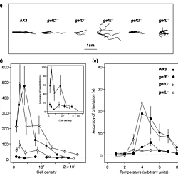 Phototaxis of mutant slugs