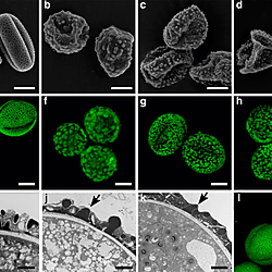 Mutants defective in exine pattern formation