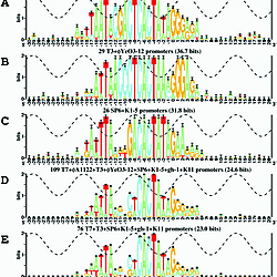 Different combined models of T7-like promoters