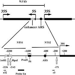 Schematic representation of rDNA organization in