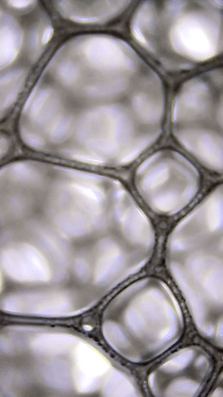 Item - Optical Anomalies in Macroscopic Vesicles: Empirical Evidence of ...