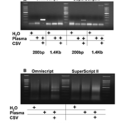 Virus detection and identification using random multiplex (RT)-PCR with ...