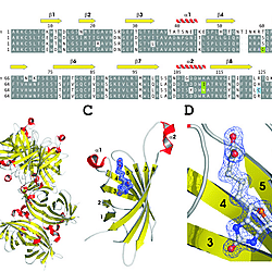 (A) Multiple sequence alignment of the avidin family