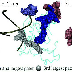Orientation of the largest four patches with respect to the DNA